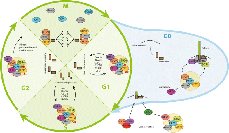 Centriolar satellites: key mediators of centrosome functions | SpringerLink