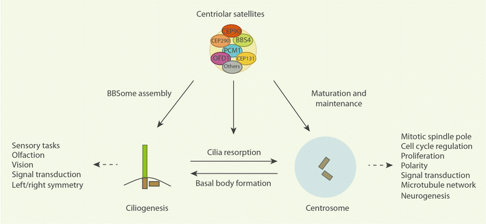 Centriolar satellites: key mediators of centrosome functions | SpringerLink