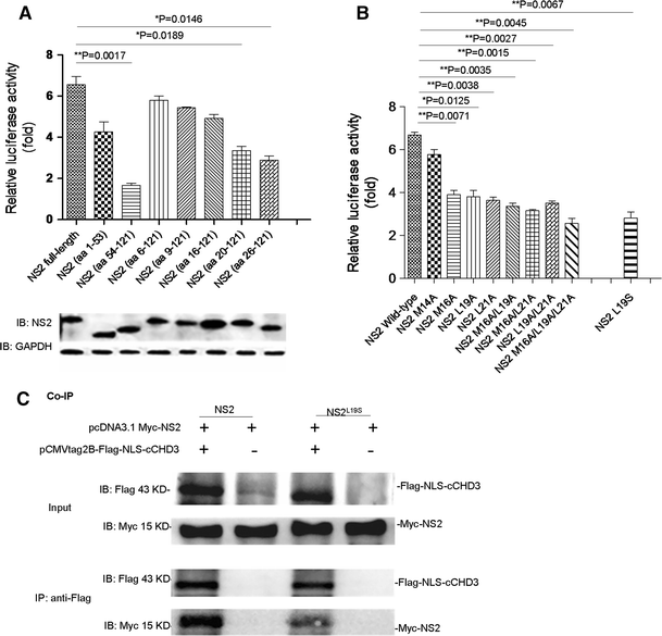 CHD3 facilitates vRNP nuclear export by interacting with NES1 of ...