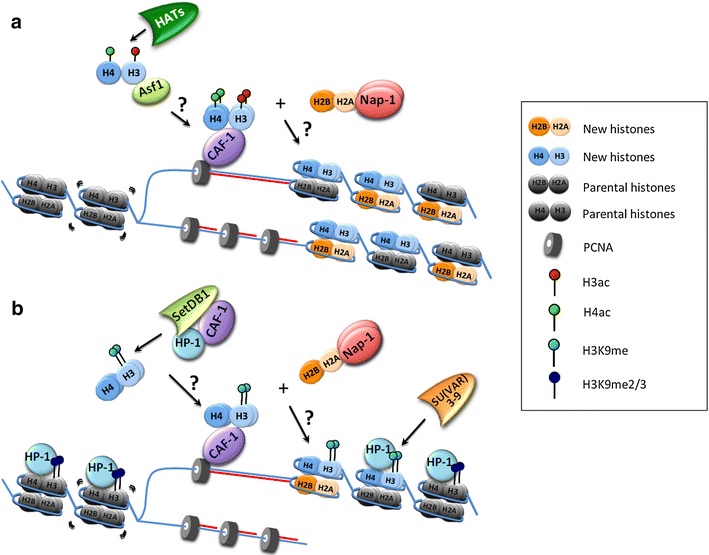 Histone chaperone CAF-1: essential roles in multi-cellular organism ...