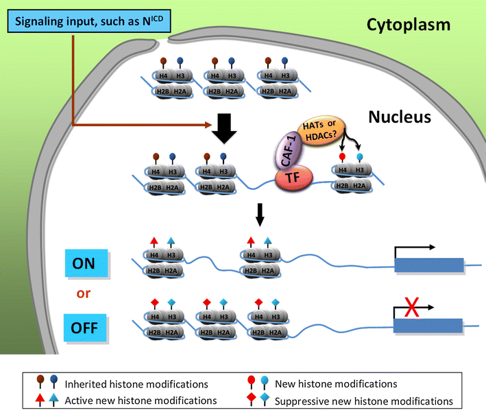 Histone chaperone CAF-1: essential roles in multi-cellular organism ...
