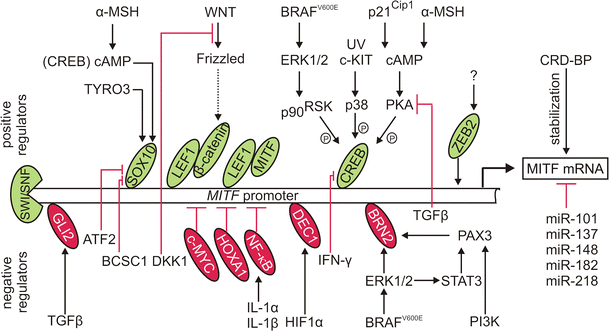 MITF in melanoma: mechanisms behind its expression and activity ...