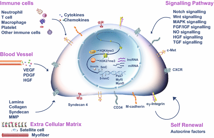 Stem cell activation in skeletal muscle regeneration | SpringerLink