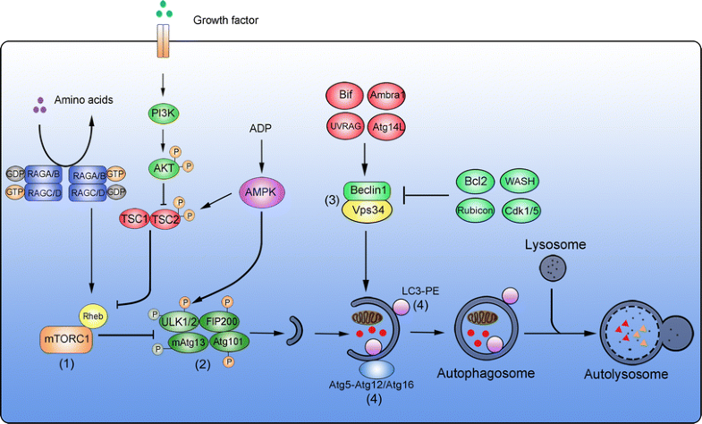 Autophagy and cell reprogramming | SpringerLink