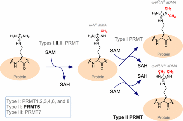 The PRMT5 arginine methyltransferase: many roles in development, cancer ...