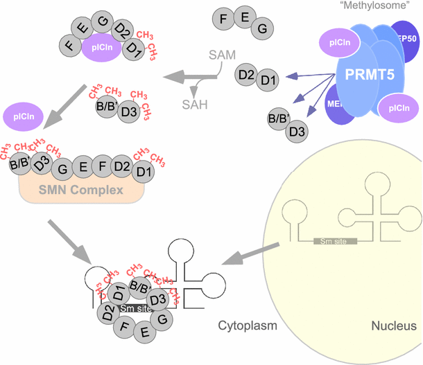 The PRMT5 arginine methyltransferase: many roles in development, cancer ...