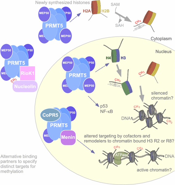 The PRMT5 arginine methyltransferase: many roles in development, cancer and beyond | SpringerLink