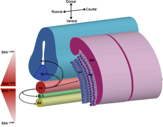 The notochord: structure and functions | SpringerLink