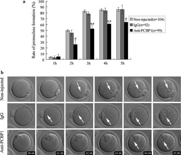 Maternal PCBP1 determines the normal timing of pronucleus formation in ...