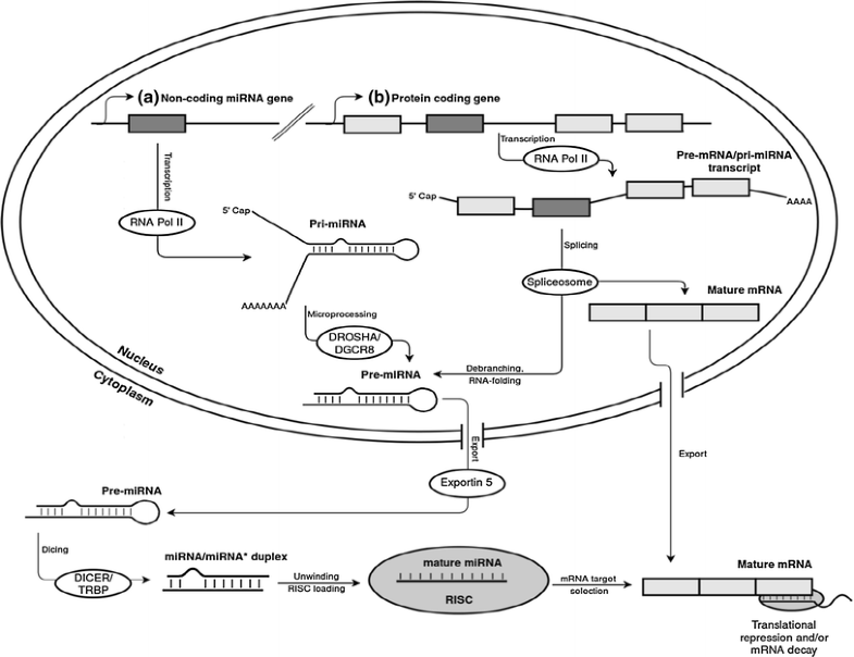 Principles of miRNA–mRNA interactions: beyond sequence complementarity ...