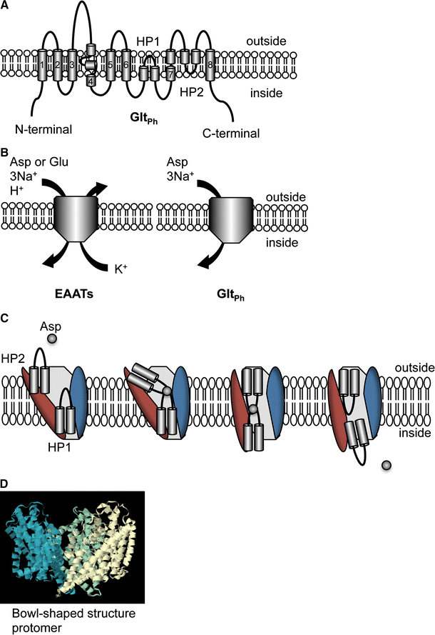 Glutamate transporter EAAT2: regulation, function, and potential as a ...
