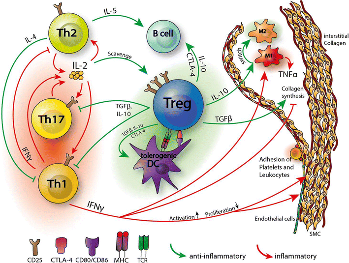 Regulatory T cells in atherosclerosis: critical immune regulatory ...