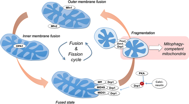 Mitophagy programs: mechanisms and physiological implications of ...