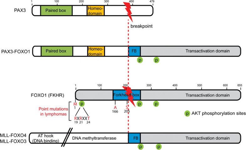 FOXO transcription factors in cancer development and therapy | SpringerLink
