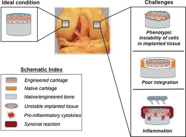 Articular cartilage tissue engineering: the role of signaling molecules ...