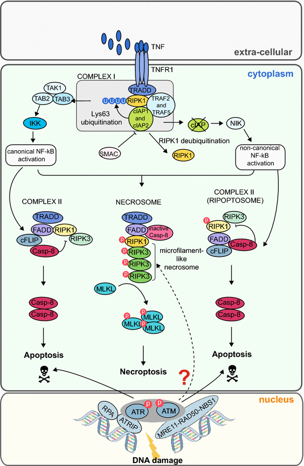The DNA damage-induced cell death response: a roadmap to kill cancer ...