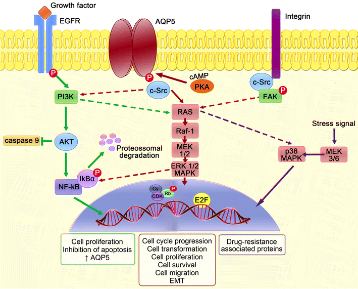 Aquaporin-5: from structure to function and dysfunction in cancer ...