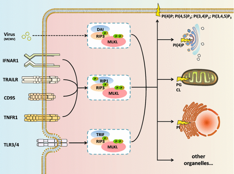 Necrosome core machinery: MLKL | SpringerLink