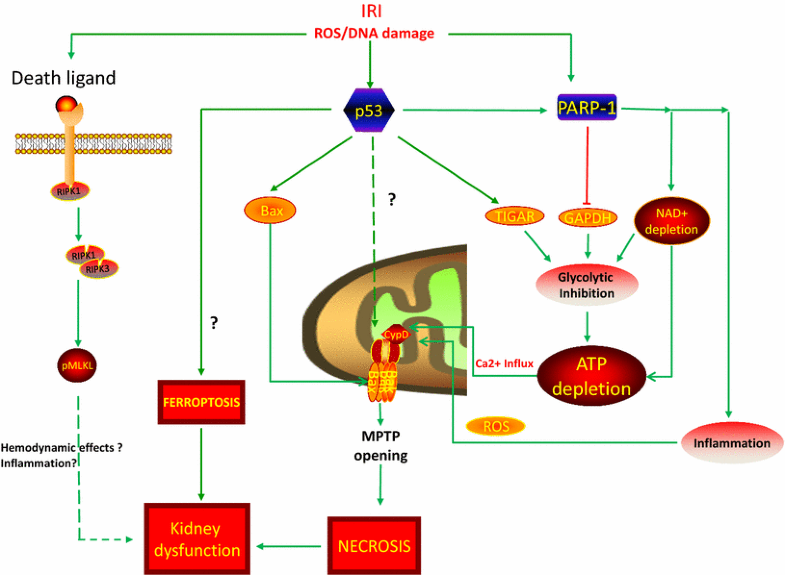 Regulation of necrotic cell death: p53, PARP1 and cyclophilin D-overlapping pathways of ...