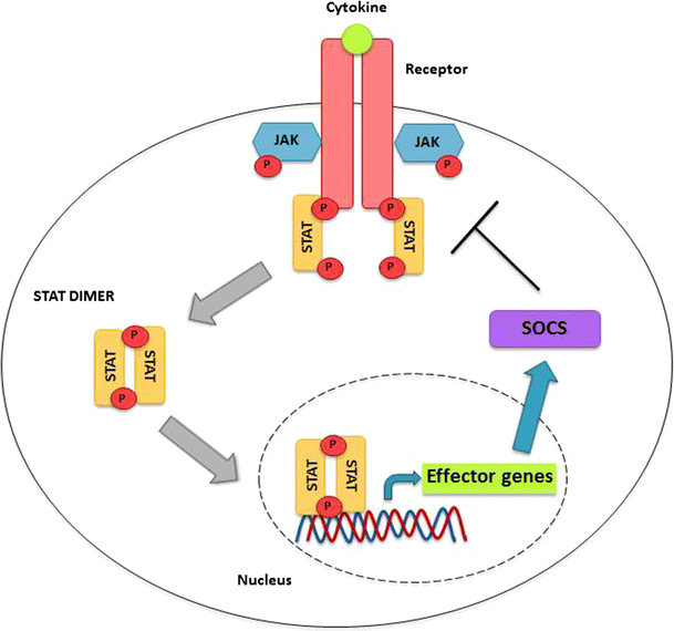 SOCS3 revisited: a broad regulator of disease, now ready for ...