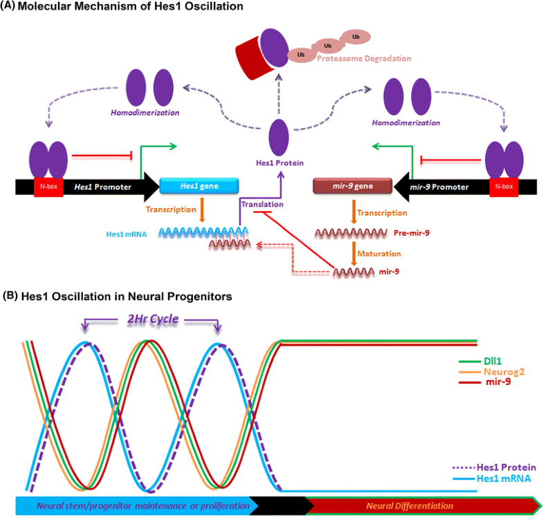 Hes1: the maestro in neurogenesis | SpringerLink