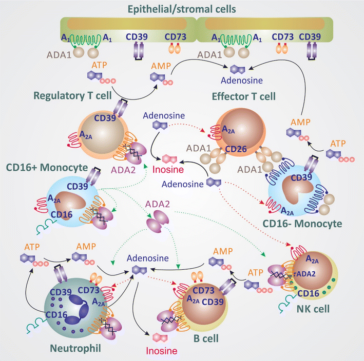 Human adenosine deaminases ADA1 and ADA2 bind to different subsets of immune cells | SpringerLink
