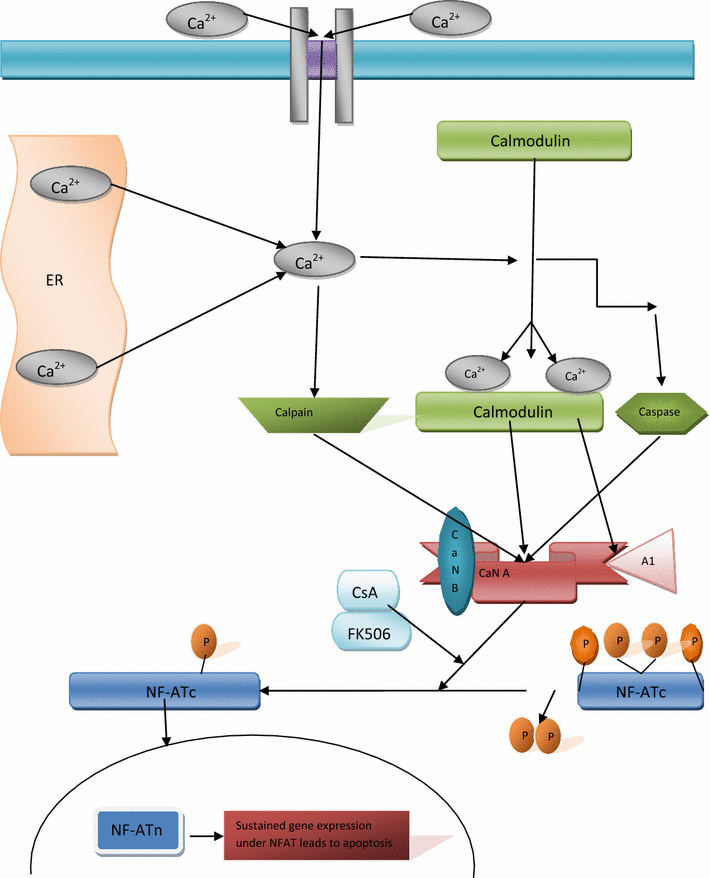 A central role for calcineurin in protein misfolding neurodegenerative ...