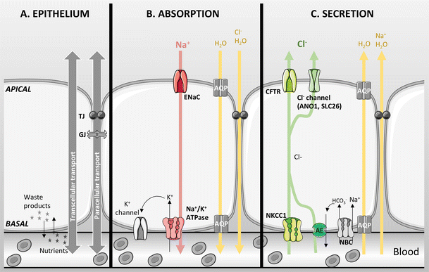 Role Of Cftr In Epithelial Physiology Springerlink