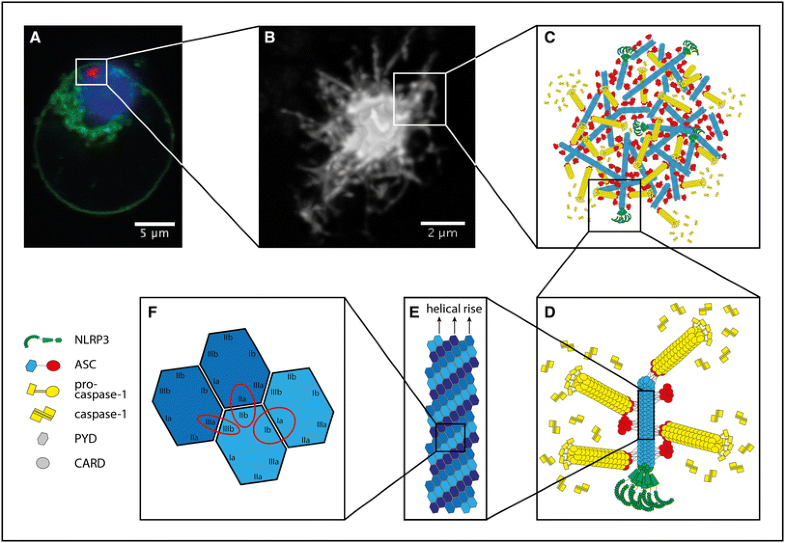 Assembly and regulation of ASC specks | SpringerLink