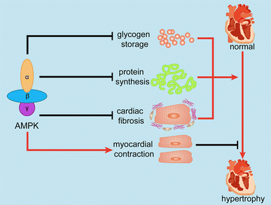 Targeting the energy guardian AMPK: another avenue for treating cardiomyopathy? | SpringerLink