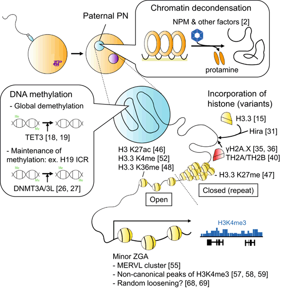 Epigenetic modifications and reprogramming in paternal pronucleus ...