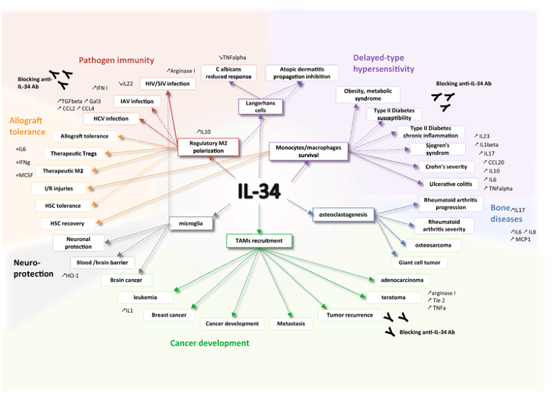 Immunoregulatory properties of the cytokine IL-34 | SpringerLink