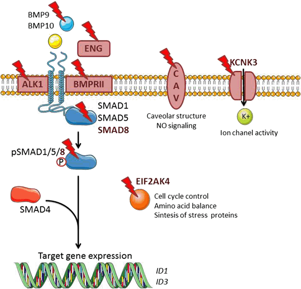 BMP type II receptor as a therapeutic target in pulmonary arterial ...