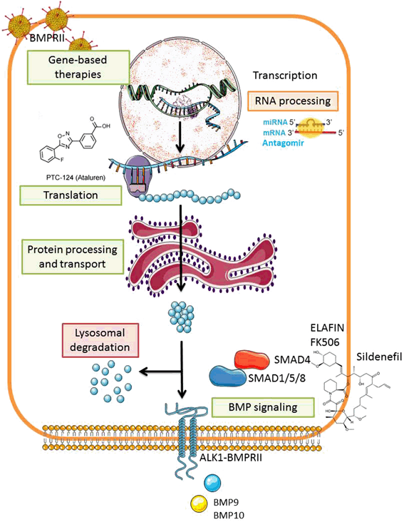 BMP type II receptor as a therapeutic target in pulmonary arterial ...