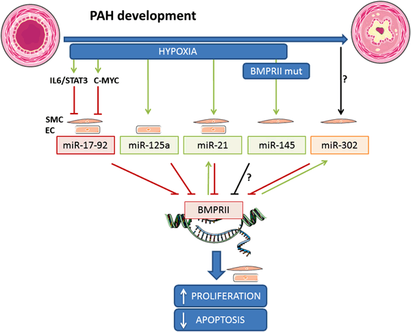 BMP type II receptor as a therapeutic target in pulmonary arterial ...