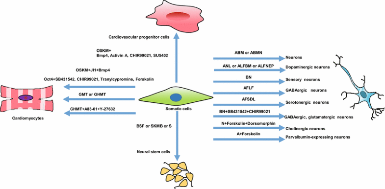 Small molecules for reprogramming and transdifferentiation | SpringerLink