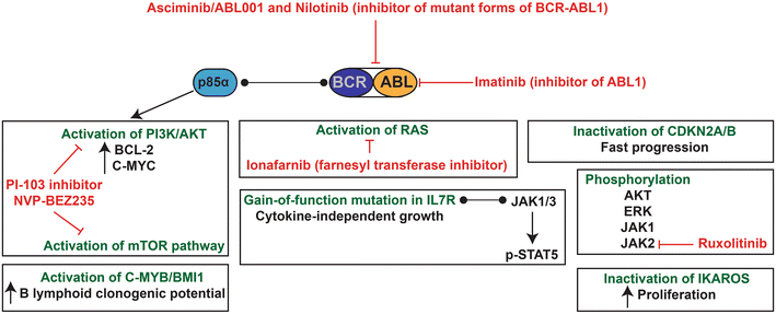 Molecular processes involved in B cell acute lymphoblastic leukaemia ...