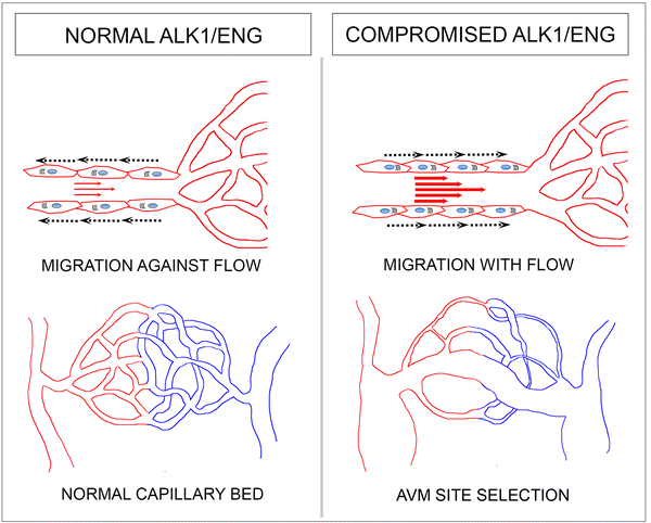 ALK1 signaling in development and disease: new paradigms | SpringerLink
