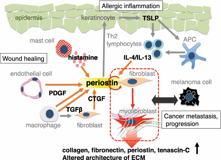 Periostin in the pathogenesis of skin diseases | SpringerLink