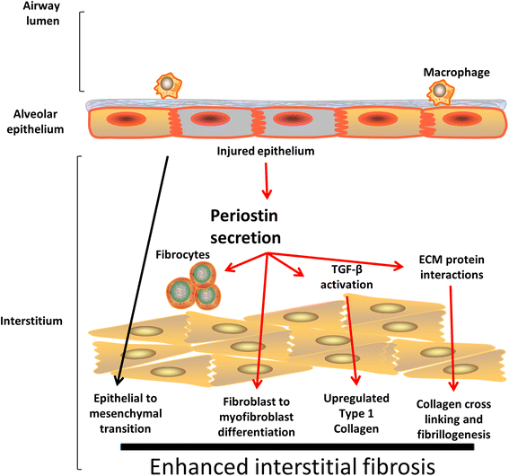 The role of periostin in lung fibrosis and airway remodeling | SpringerLink
