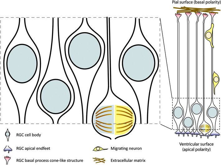 Molecular components and polarity of radial glial cells during cerebral ...
