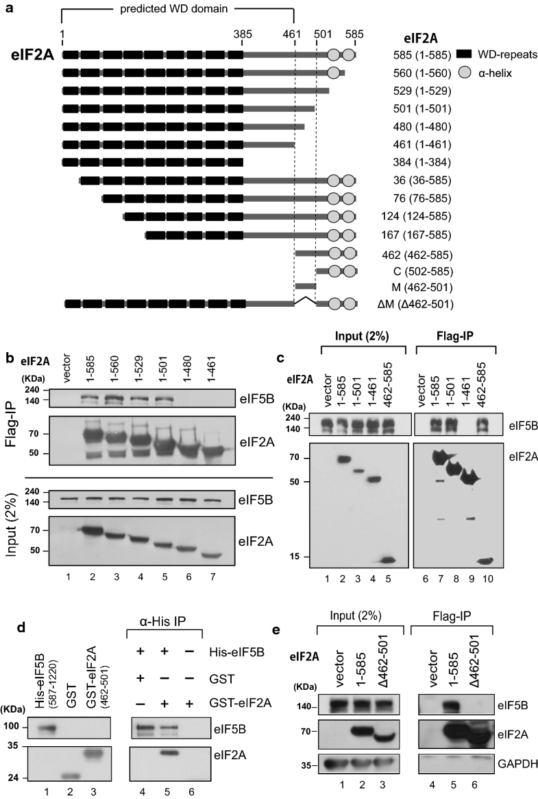 eIF2A, an initiator tRNA carrier refractory to eIF2α kinases, functions ...