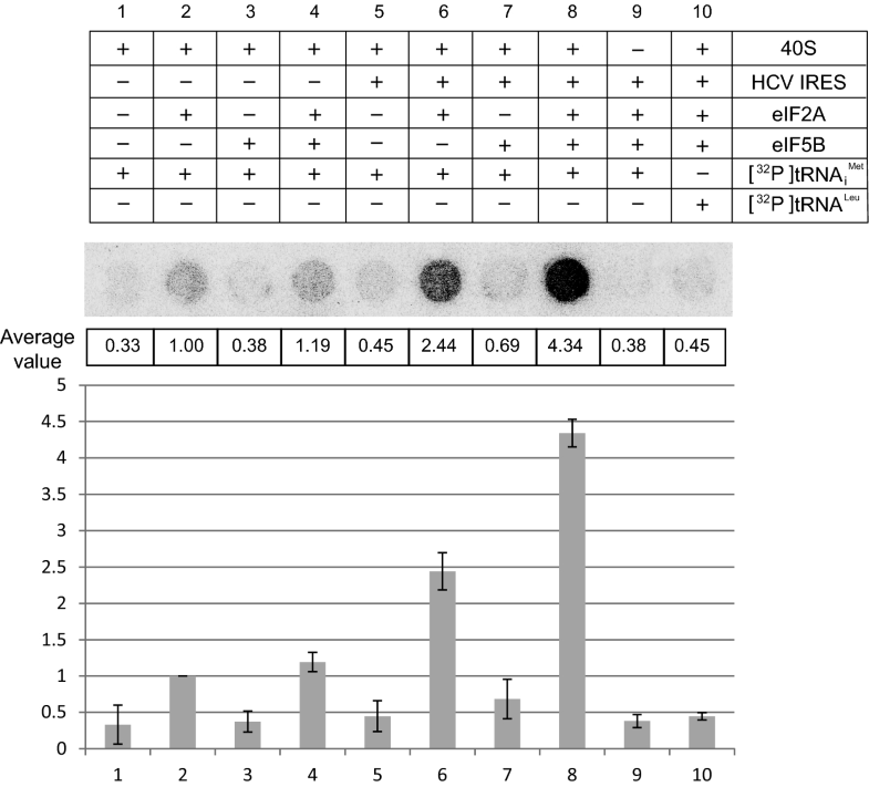 eIF2A, an initiator tRNA carrier refractory to eIF2α kinases, functions ...