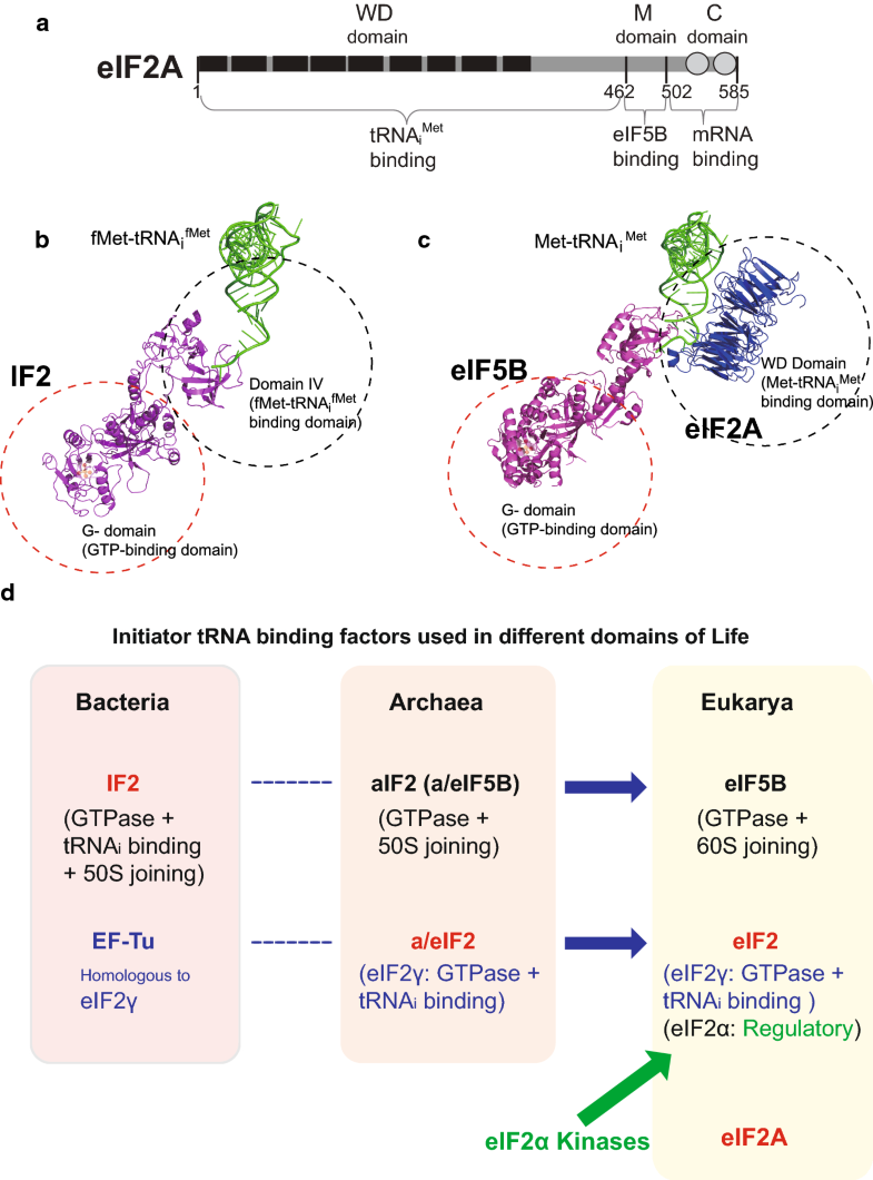 eIF2A, an initiator tRNA carrier refractory to eIF2α kinases, functions ...