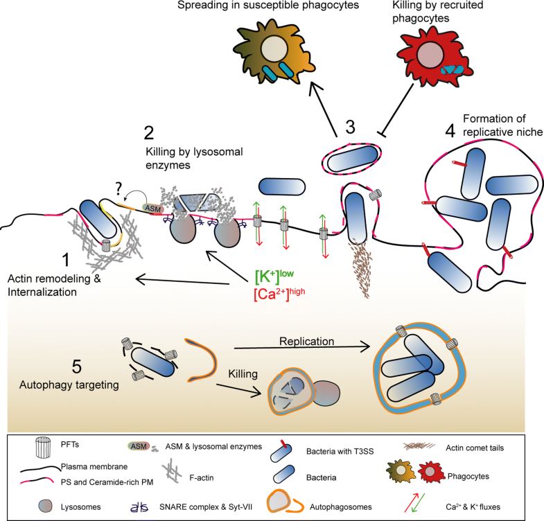 Mechanisms protecting host cells against bacterial pore-forming toxins ...