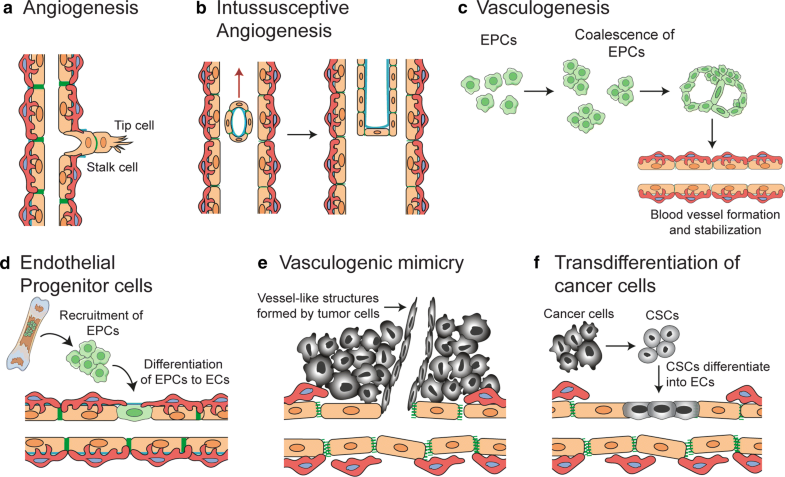 Tumor angiogenesis: causes, consequences, challenges and opportunities ...