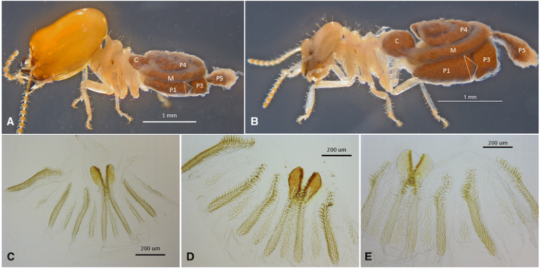 White-gutted soldiers: simplification of the digestive tube for a non ...