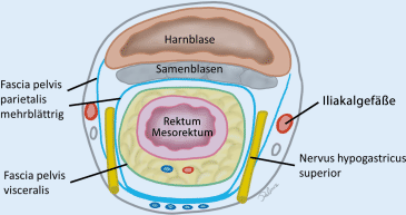 Technik der laparoskopischen nervenorientierten totalen mesorektalen ...