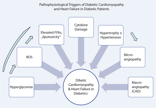 Diabetic cardiomyopathy—fact or fiction? | SpringerLink