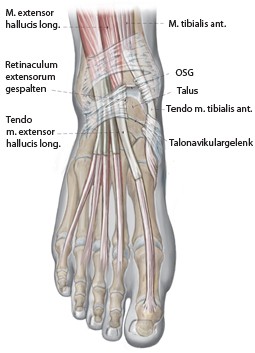 Periphere Talusfrakturen | SpringerLink